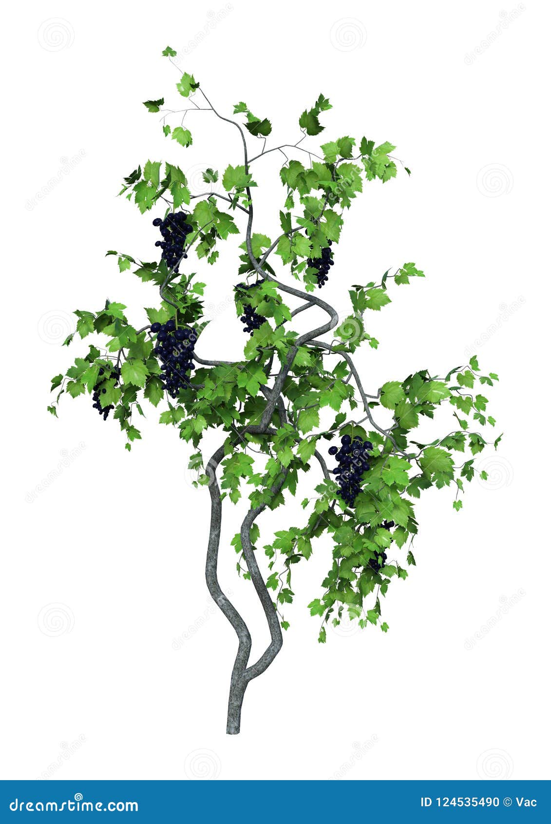 3D Rendering Grapevine on White Stock Photo - Image of wine, botanical ...