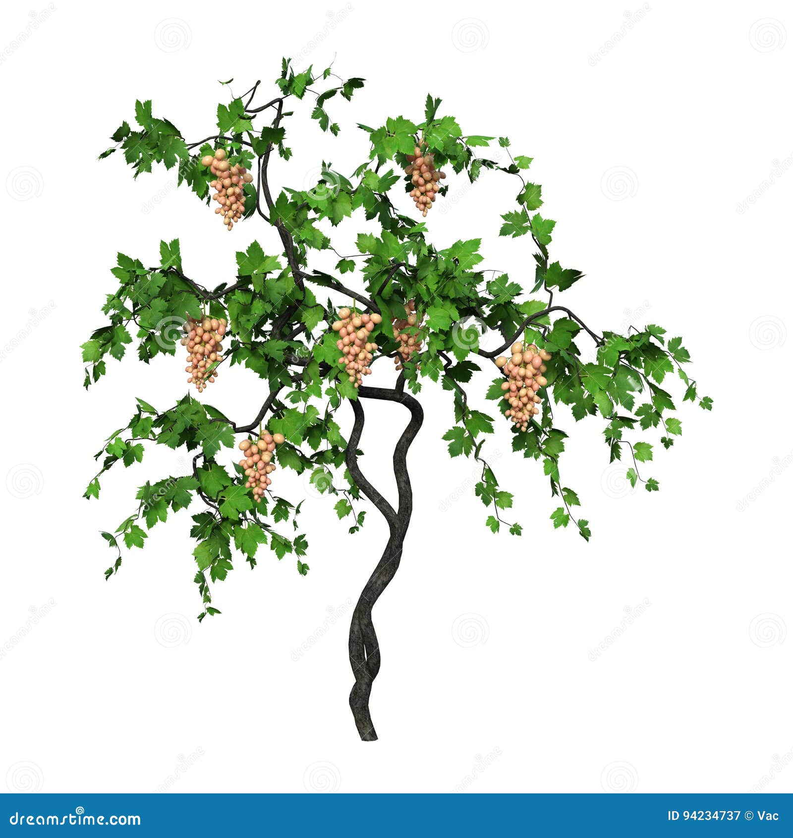 Grapevine On White Corner Frame Cartoon Vector | CartoonDealer.com ...