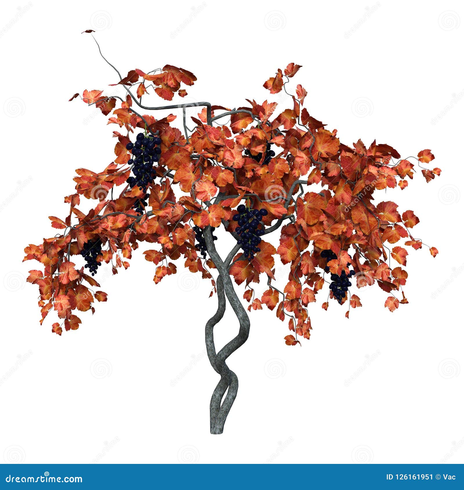 3D Rendering Grapevine on White Stock Illustration - Illustration of ...