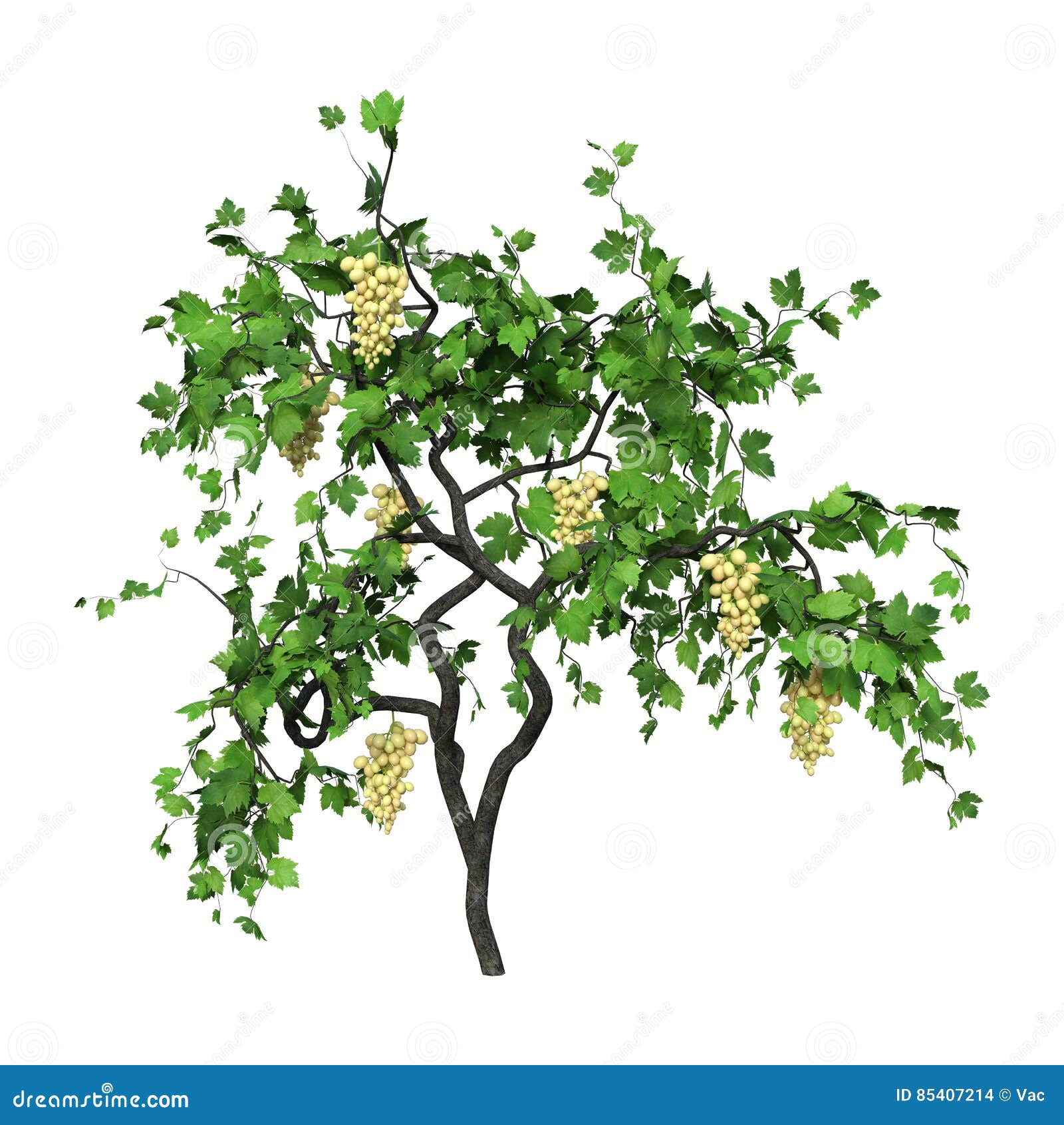 3D Rendering Grapevine on White Stock Illustration - Illustration of ...
