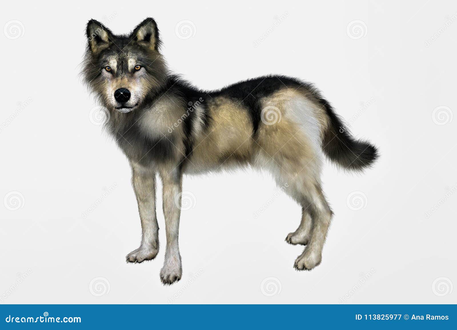 Wolf Sitting Down Side View