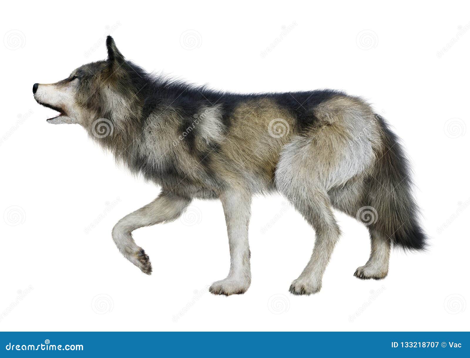 3D Rendering Gray Wolf on White Stock Illustration - Illustration of ...