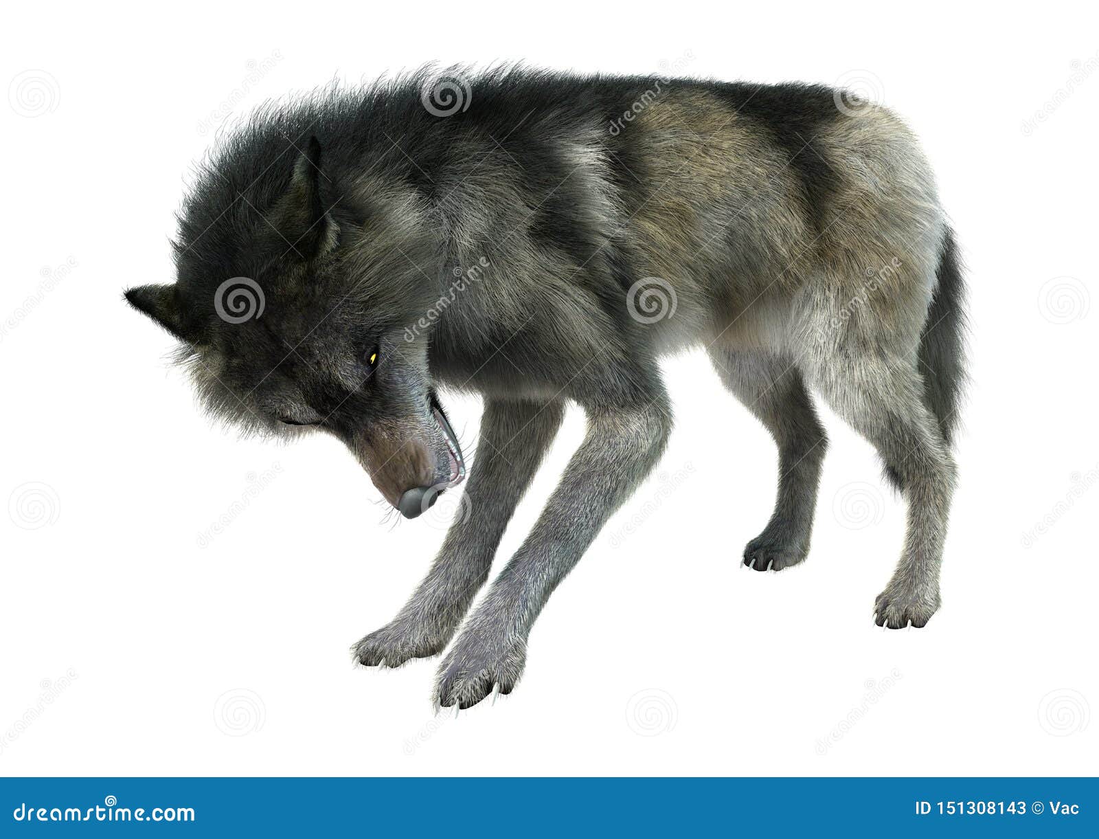 3D Rendering Gray Wolf on White Stock Illustration - Illustration of ...