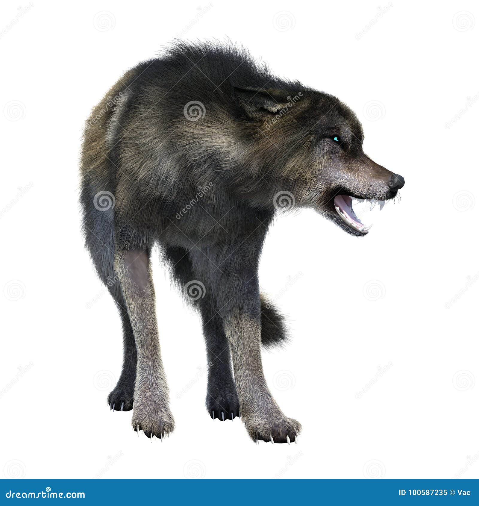 3D Rendering Gray Wolf on White Stock Illustration - Illustration of ...