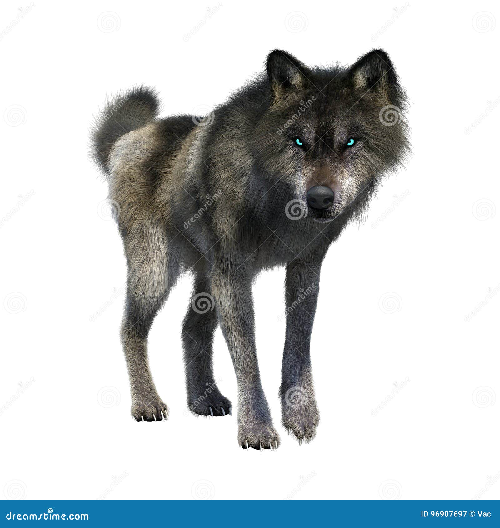 3D Rendering Gray Wolf on White Stock Illustration - Illustration of ...