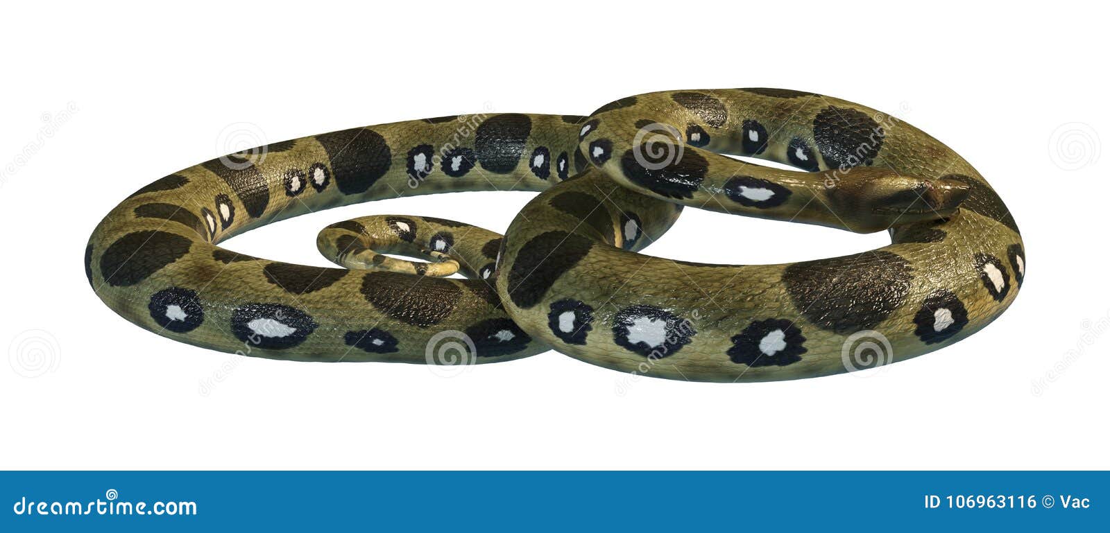 Green Anaconda White Background Photos - Free & Royalty-Free Stock ...