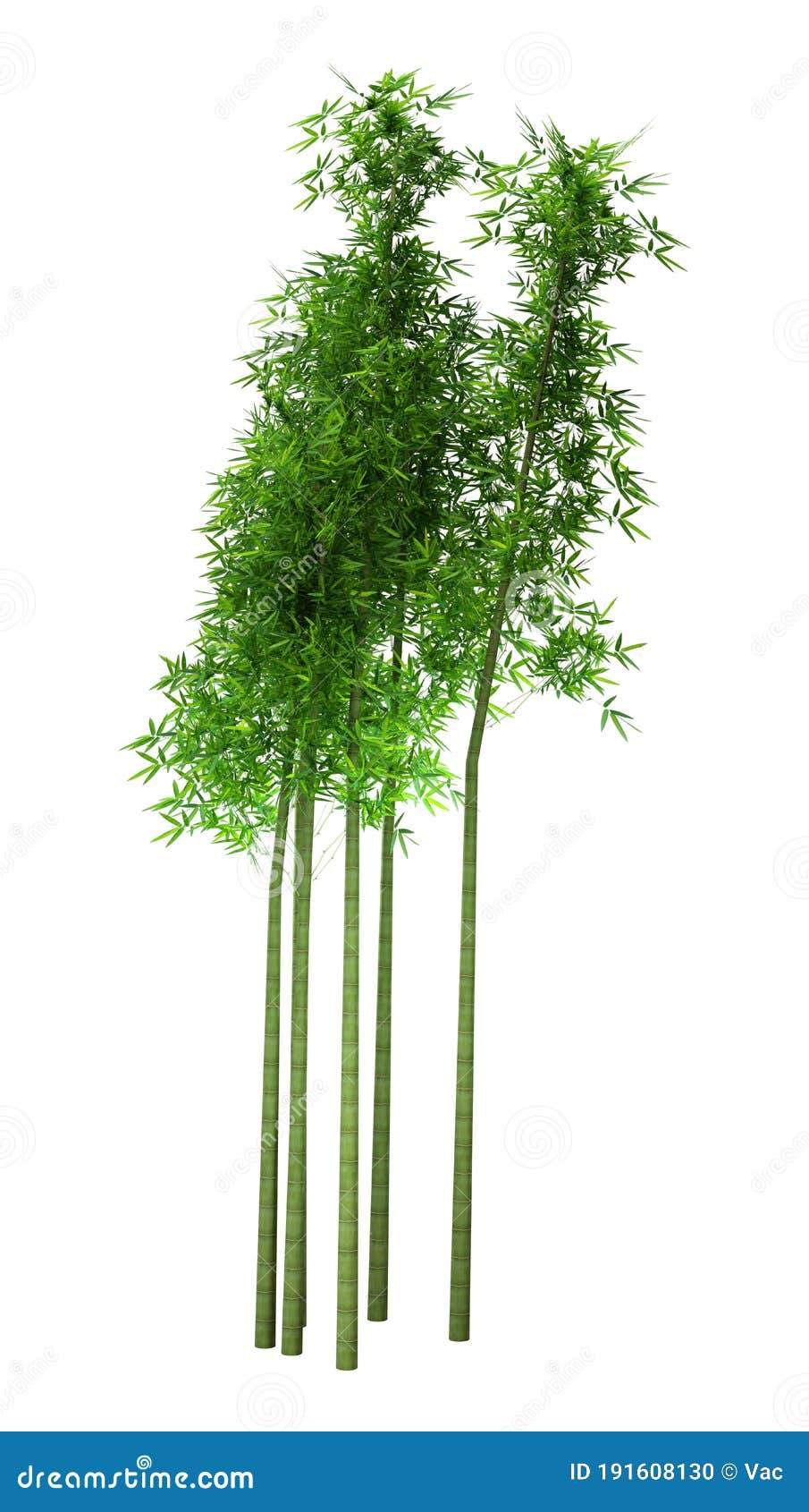 3D Rendering Bamboo Trees on White Stock Illustration - Illustration of ...