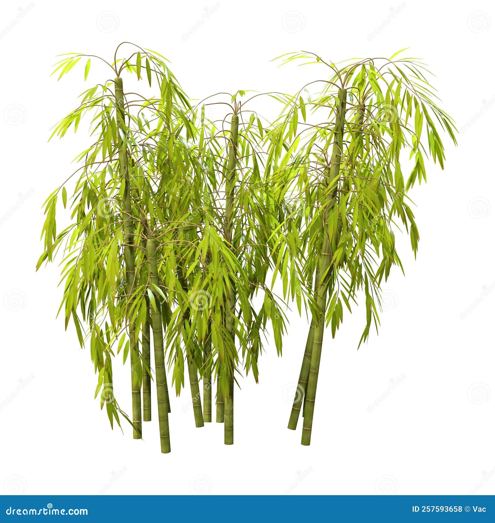 3D Rendering Bamboo Trees on White Stock Illustration - Illustration of ...