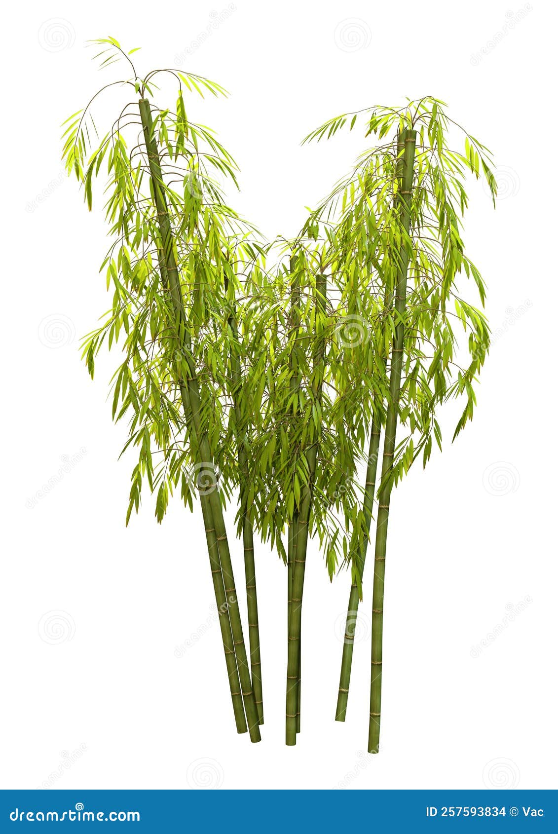 3D Rendering Bamboo Trees on White Stock Illustration - Illustration of ...