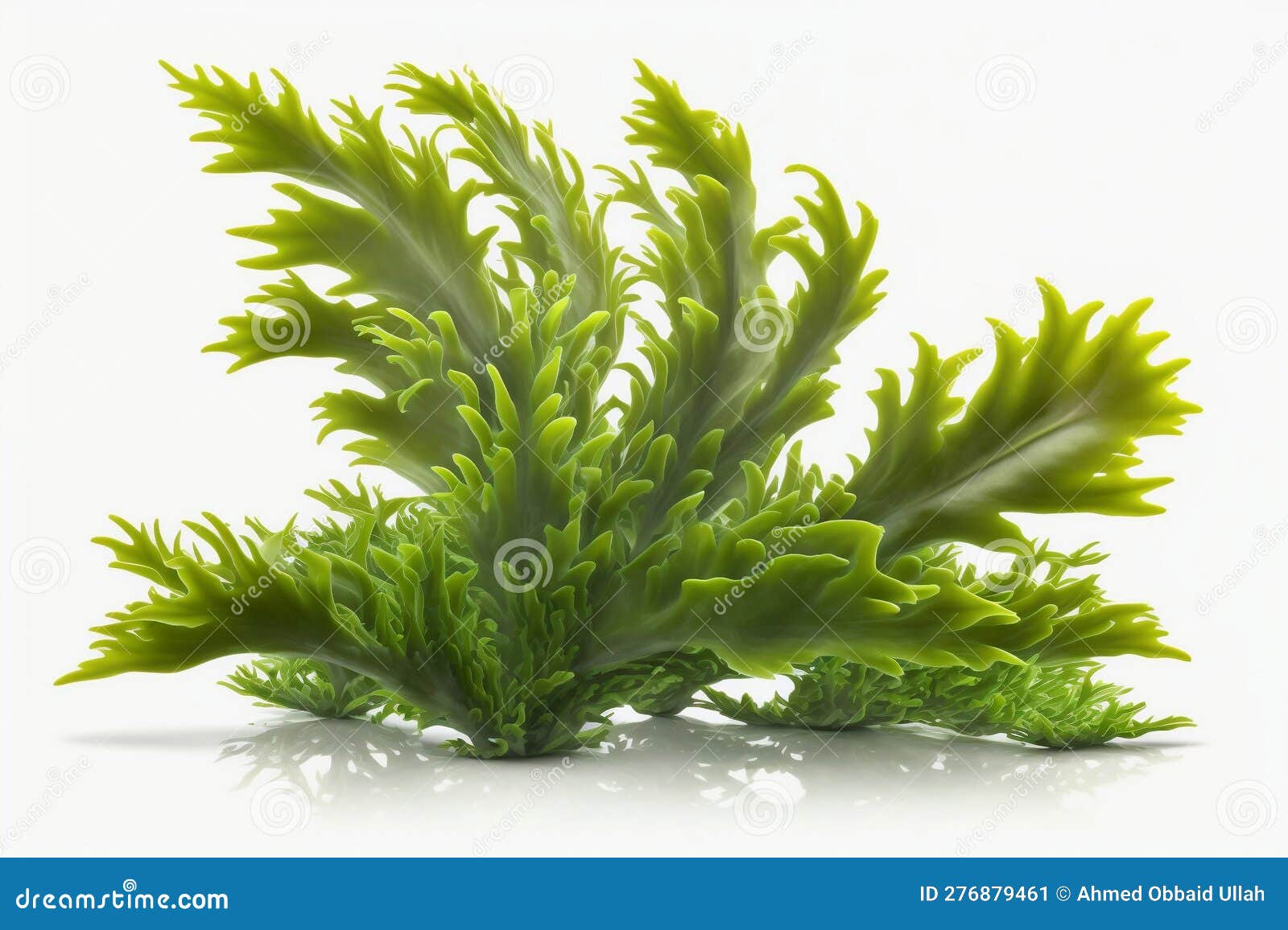 3d Rendering Of Green Codium Sea Weed Isolated On Transparent ...