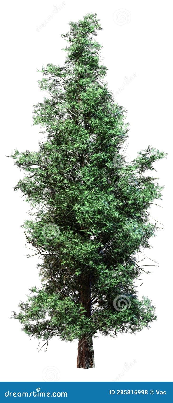 Eastern Redcedar Tree Icon Vector Sign And Symbol Isolated On White ...