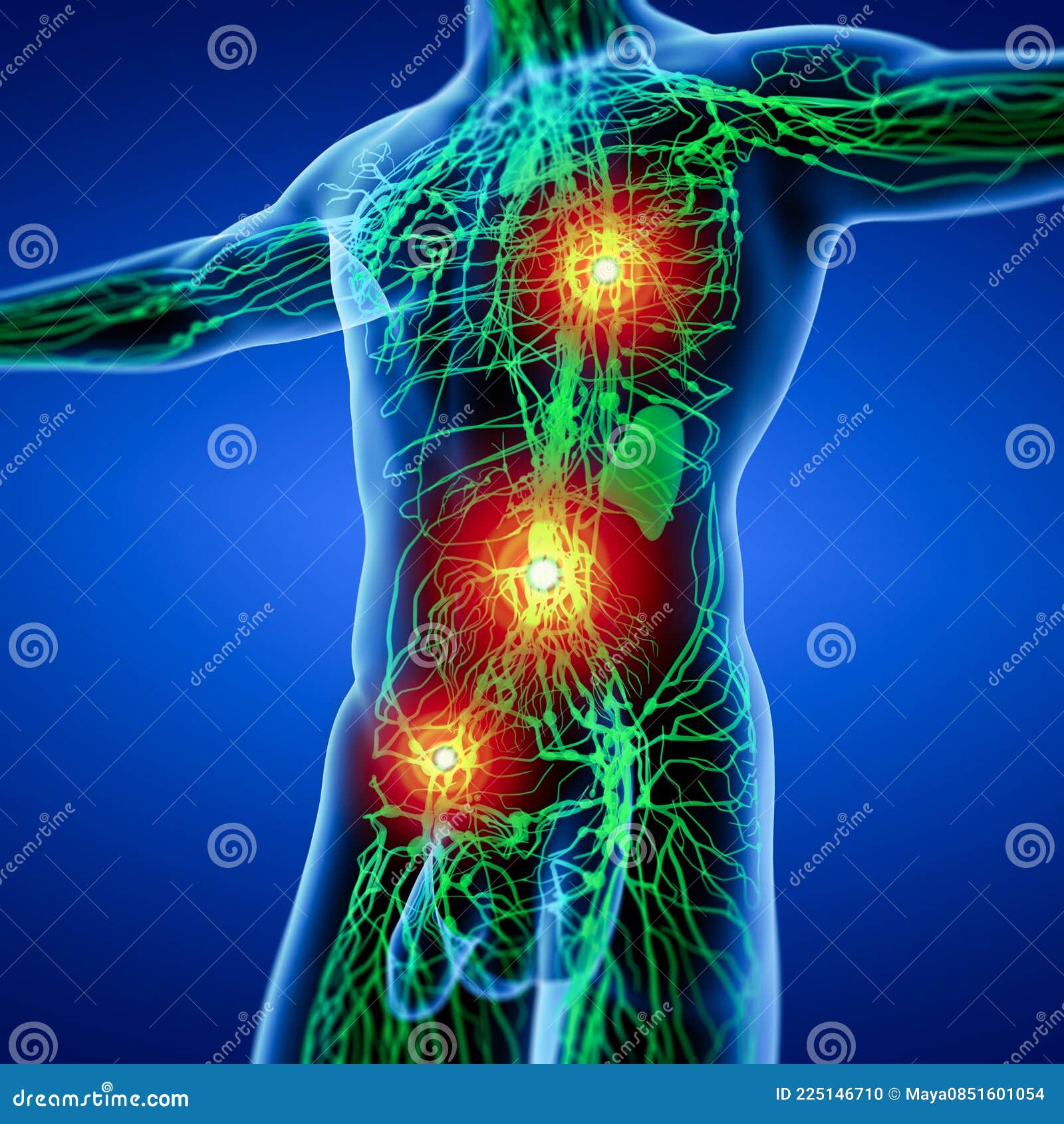 3D Rendering Illustration of Lymphatic System Stock Illustration ...