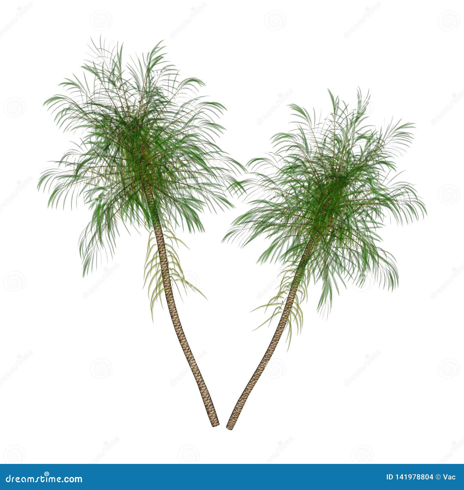 3D Rendering Palm Trees On White Stock Photo - Image of tall, plant ...