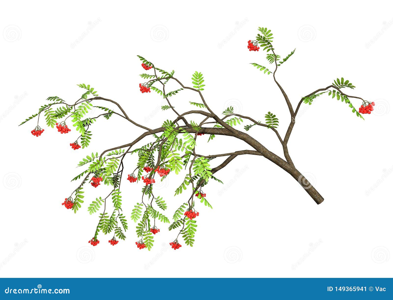 3D Rendering Rowan Branch Tree on White Stock Illustration ...
