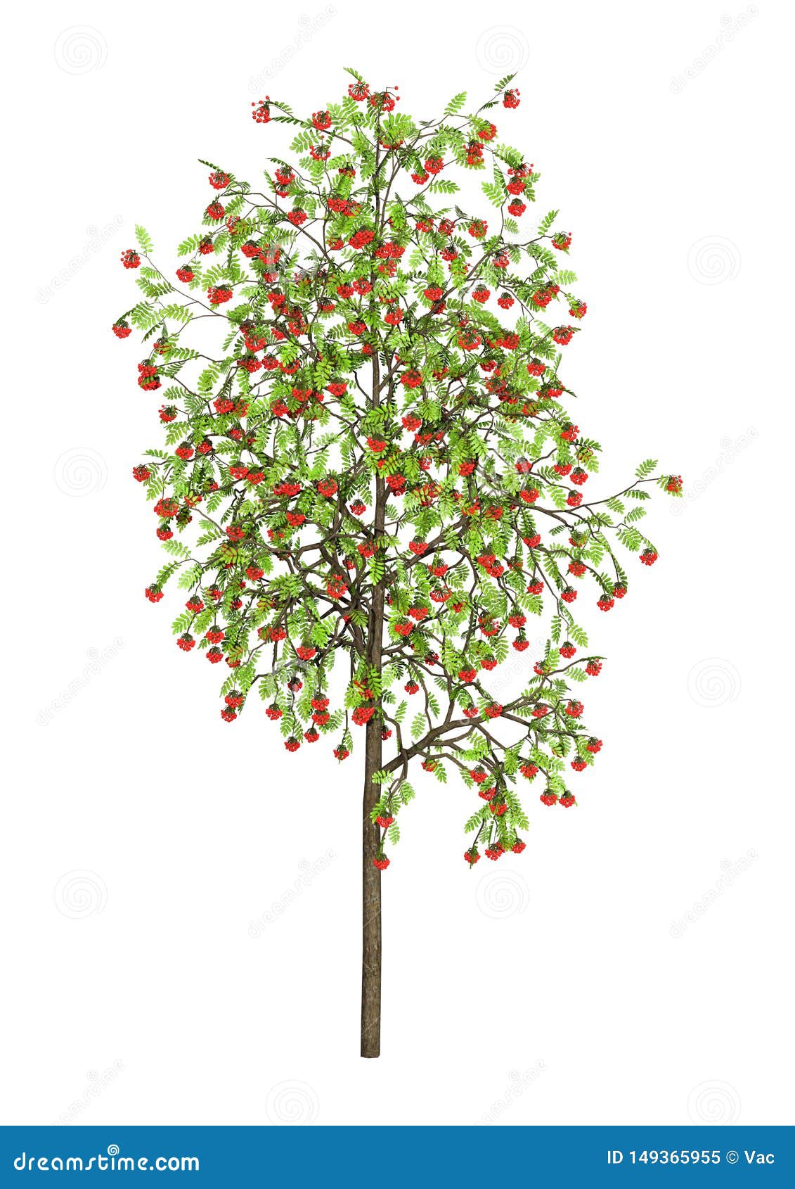 3D Rendering Rowan Tree on White Stock Illustration - Illustration of ...