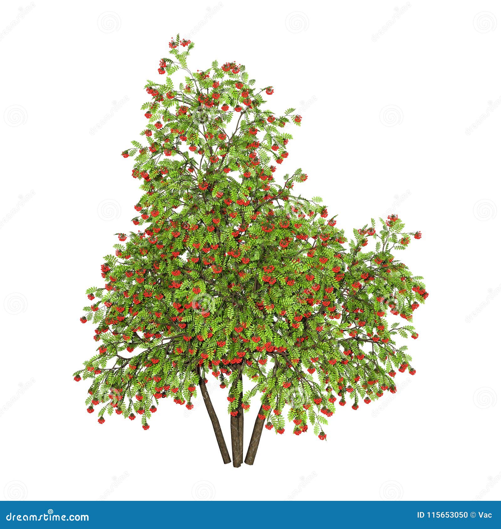 3D Rendering Rowan Trees on White Stock Illustration - Illustration of ...