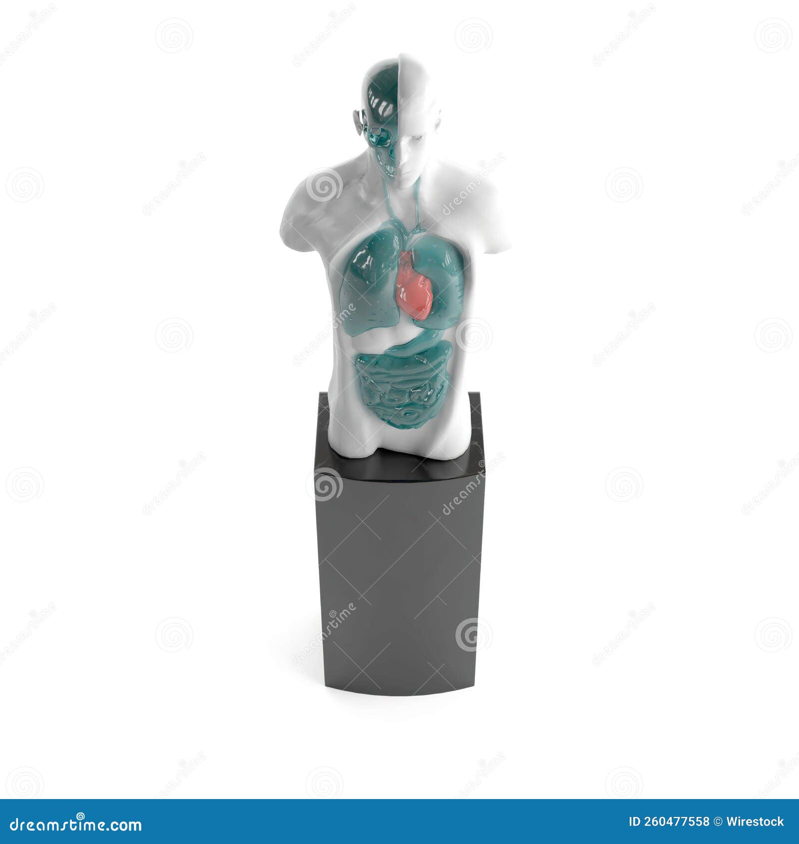 3D Rendering of a Human Anatomy Figure Isolated on White Stock Photo ...
