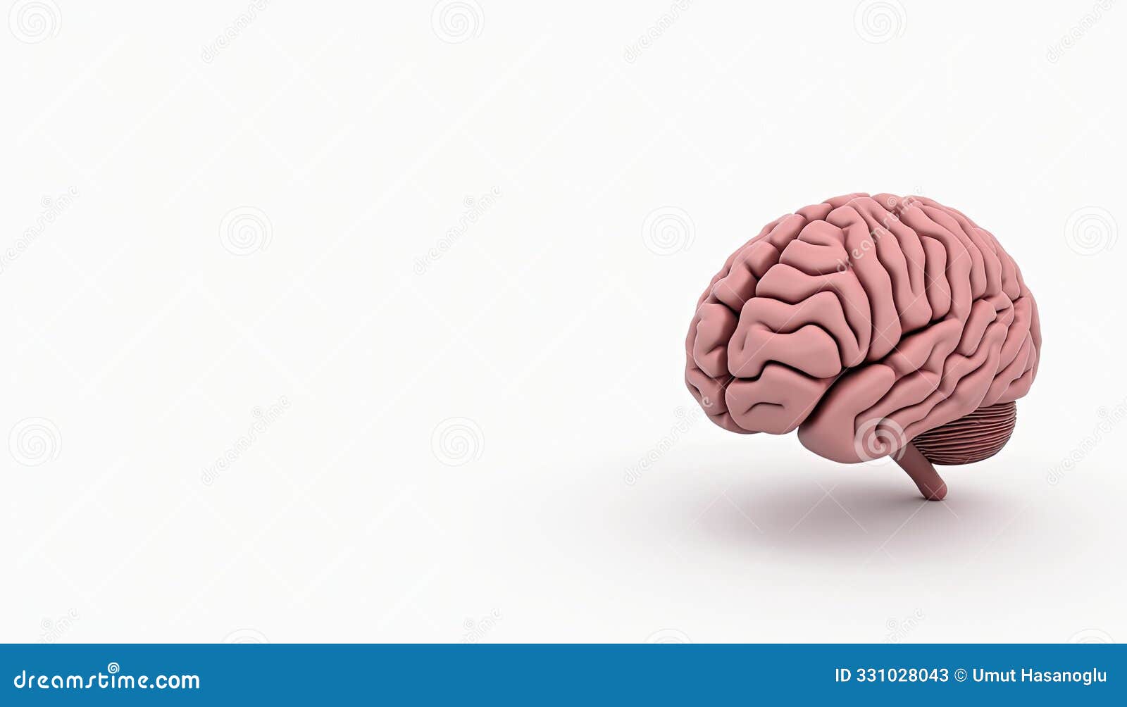 3D Rendering of a Human Brain Against a Plain White Background ...