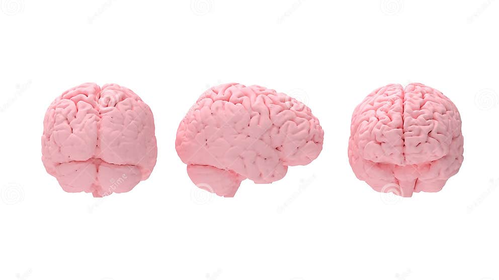 3D Rendering of Human Brain Front Side Back View Isolated. Multiple ...