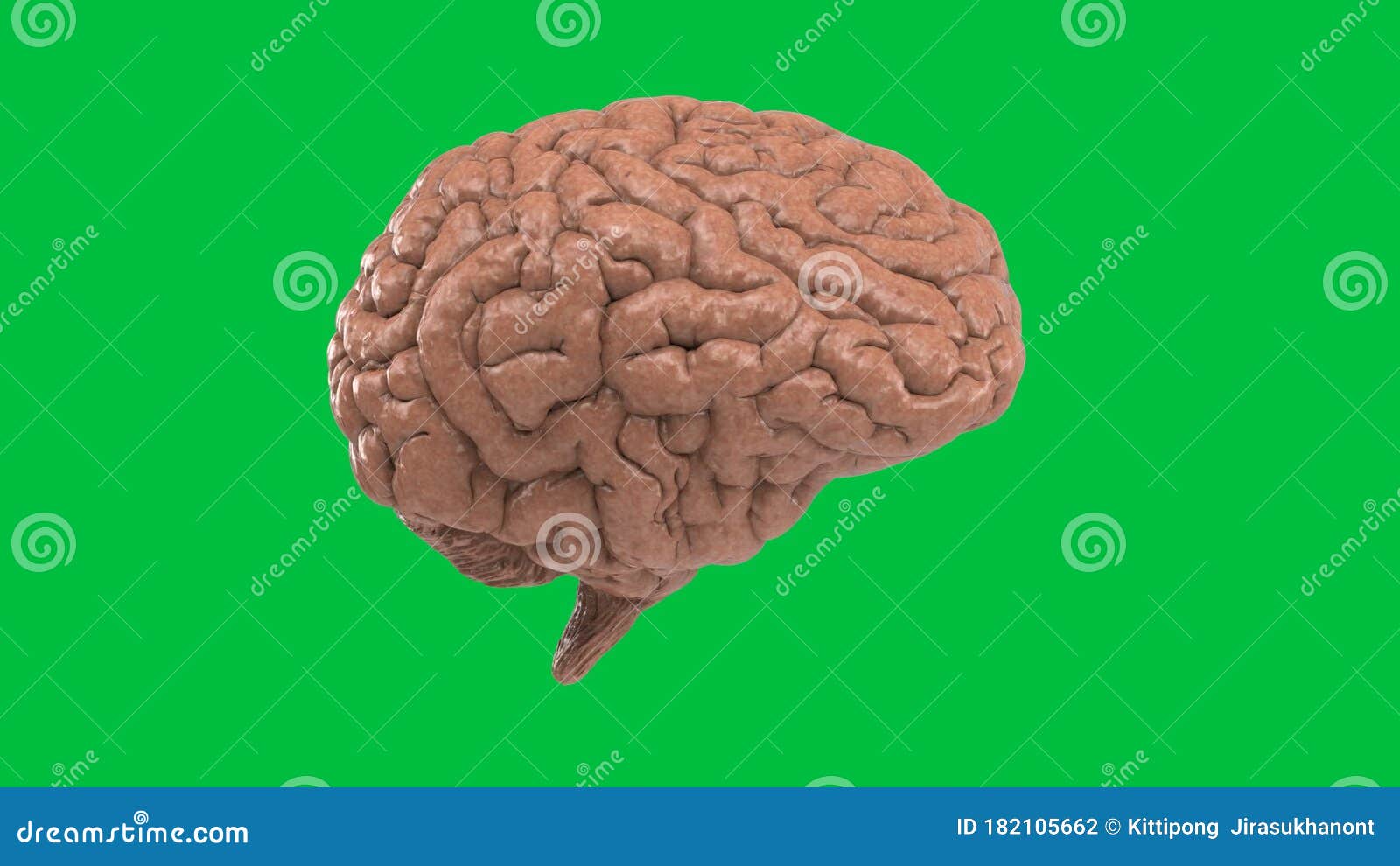 Human Brain on Green Screen Stock Footage - Video of brain, cerebral ...