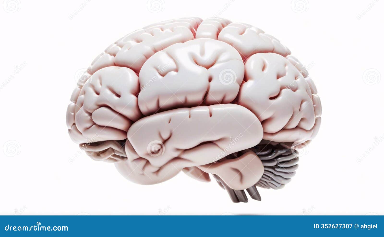 A 3D Rendering of the Human Brain, Showing the Various Lobes and ...