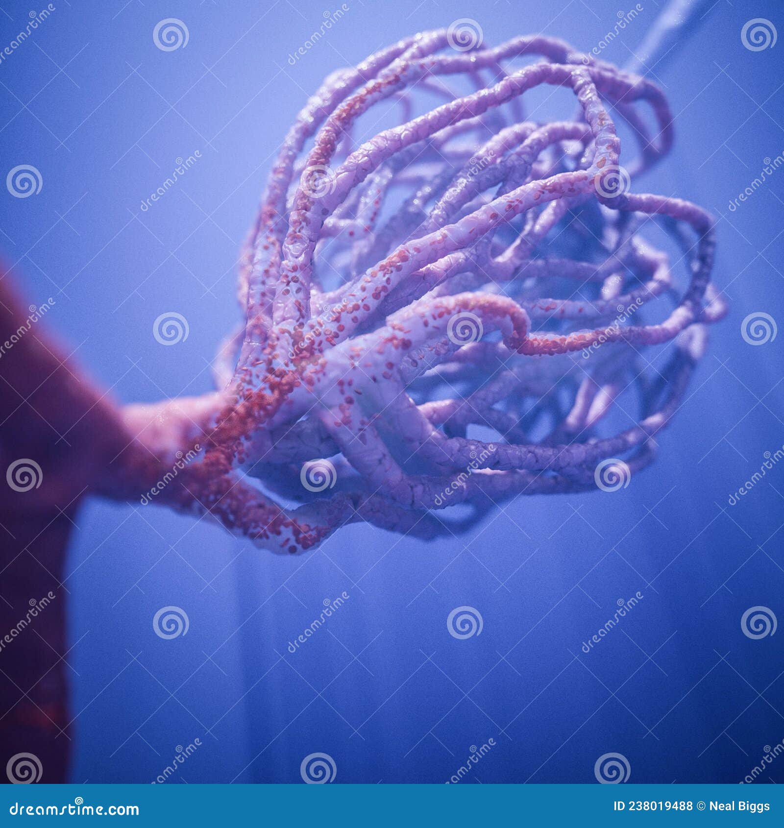 3d Rendering of Human Capillary Bed Endothelial Cells with Red Blood ...