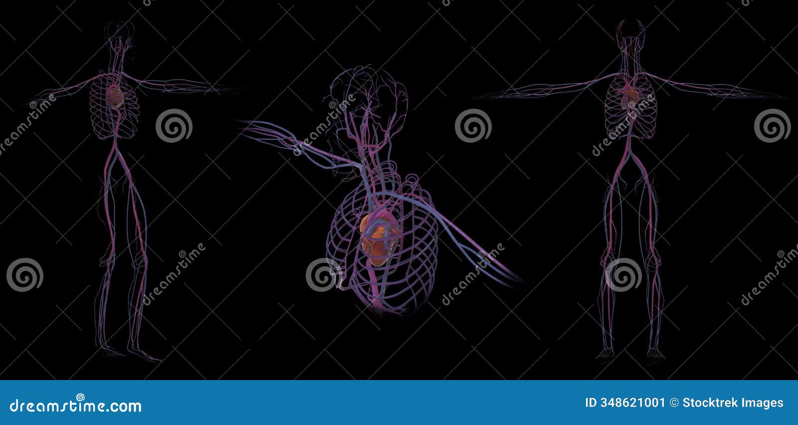 3D Rendering of Human Circulatory System. Stock Illustration ...