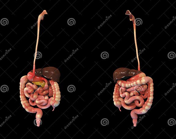 3D Rendering of Human Digestive System. Stock Illustration ...