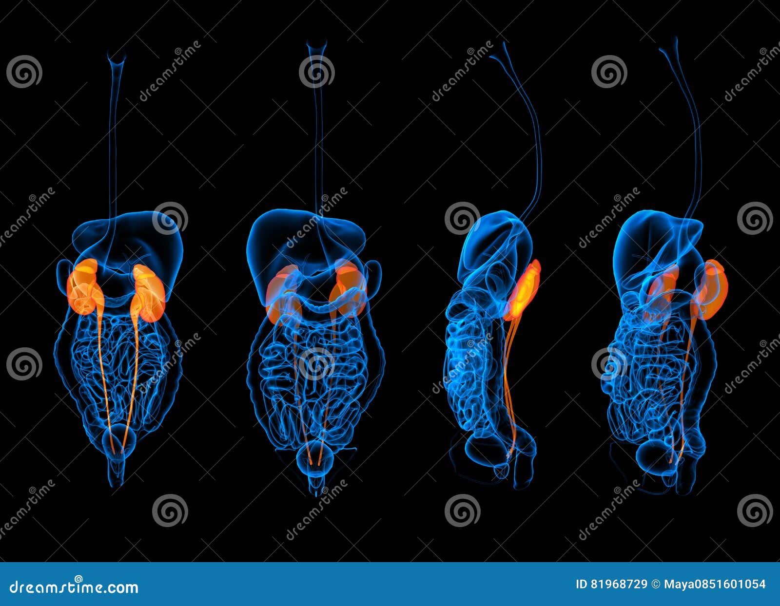 3d Rendering Human Digestive System Kidney Stock Image - Image of ...
