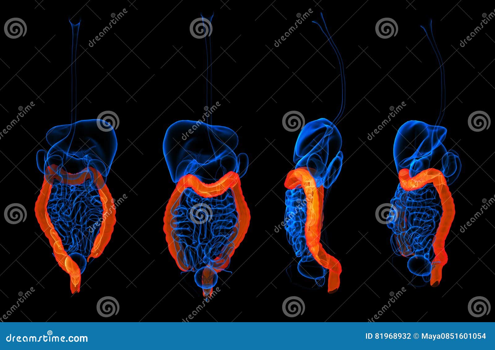 3d Rendering Human Digestive System Large Intestine Stock Photo - Image ...