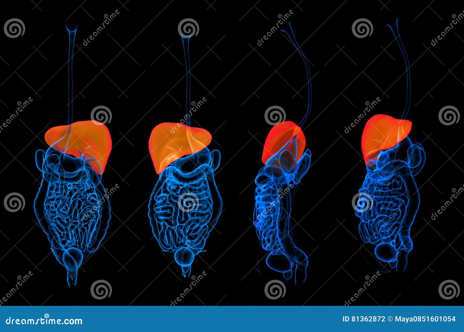 3d Rendering Human Digestive System Liver Stock Illustration ...