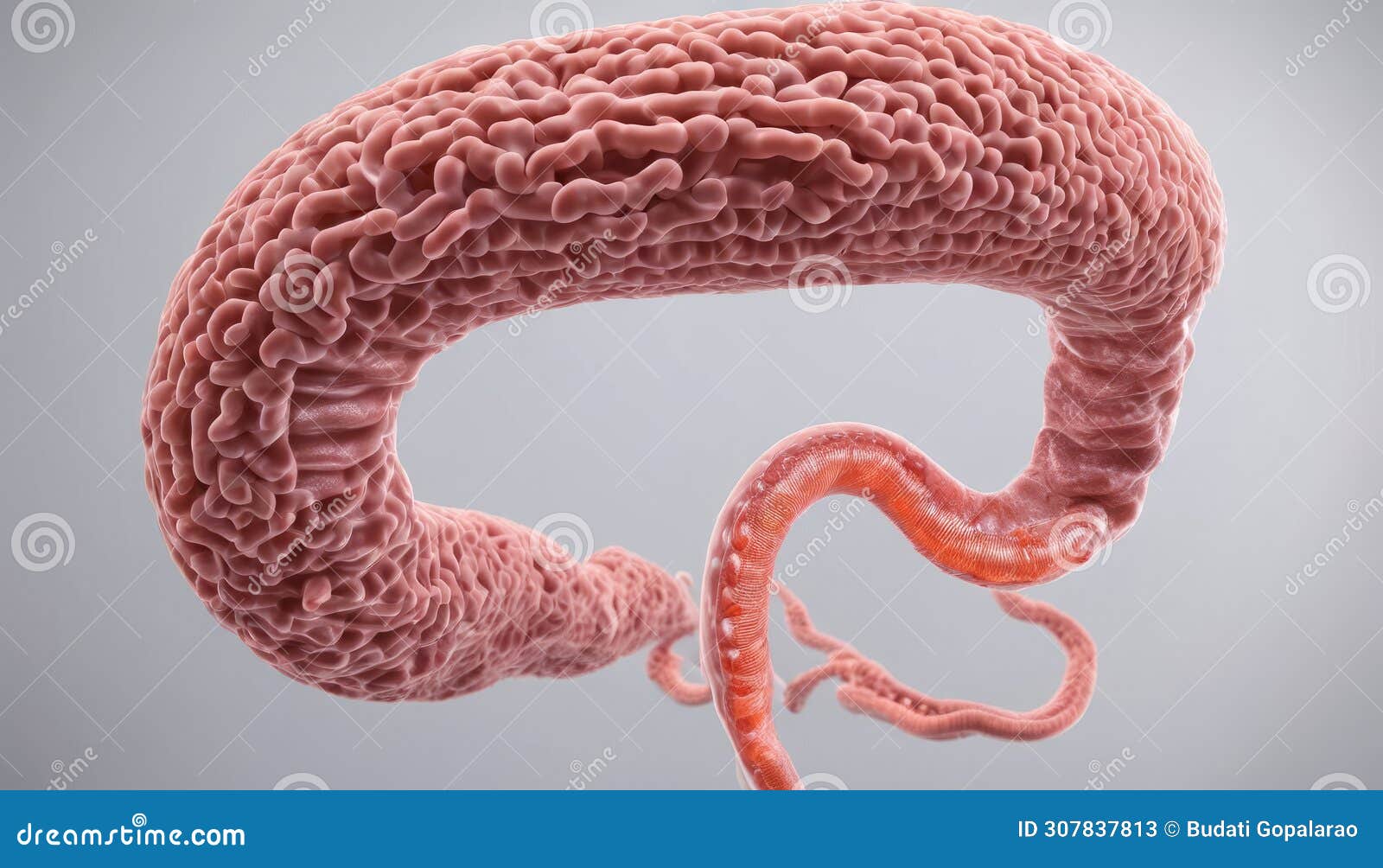 3D Rendering Of A Human Intestine, Showcasing Its Complex Structure And ...