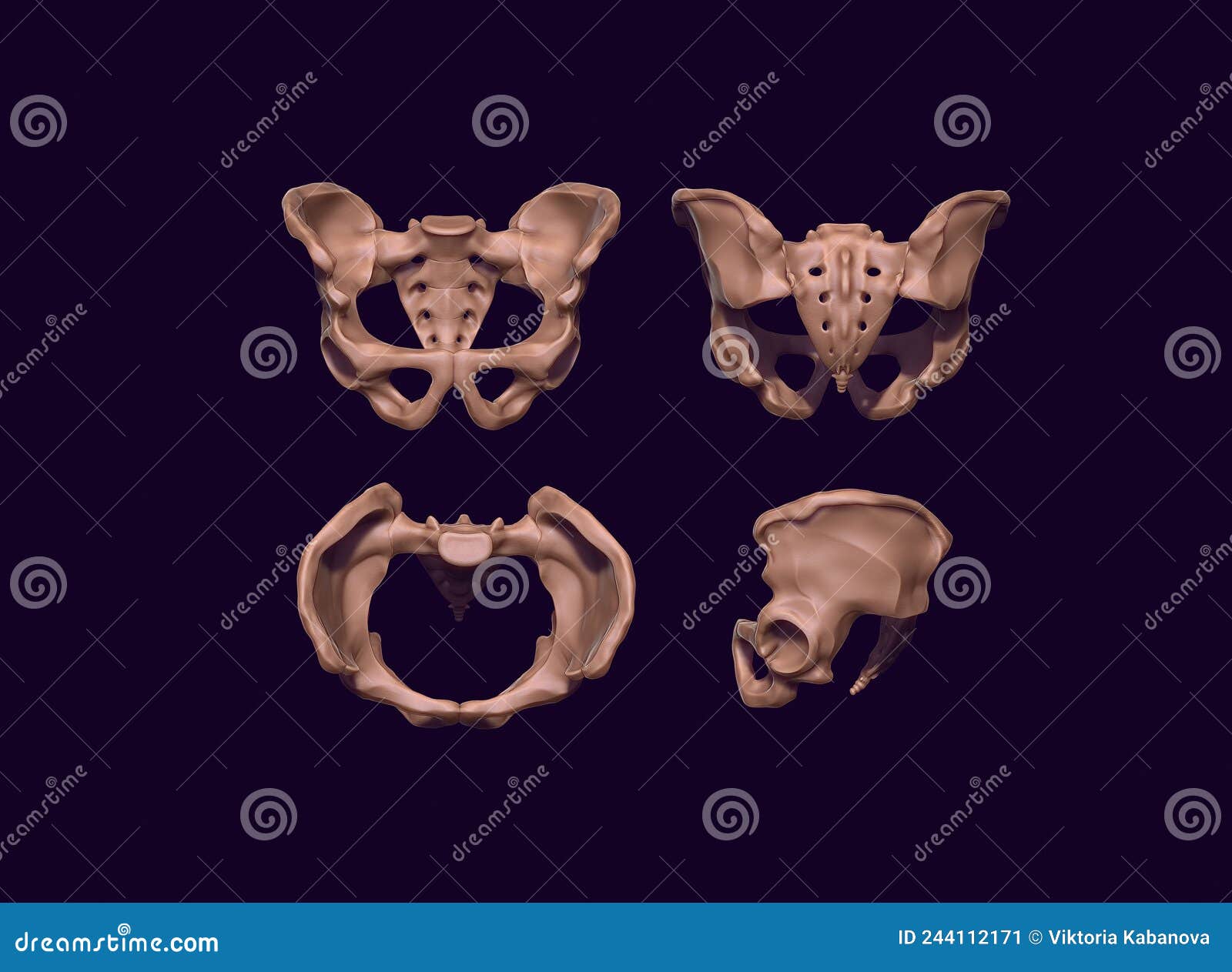 Human pelvis stock illustration. Illustration of isolation - 244112171