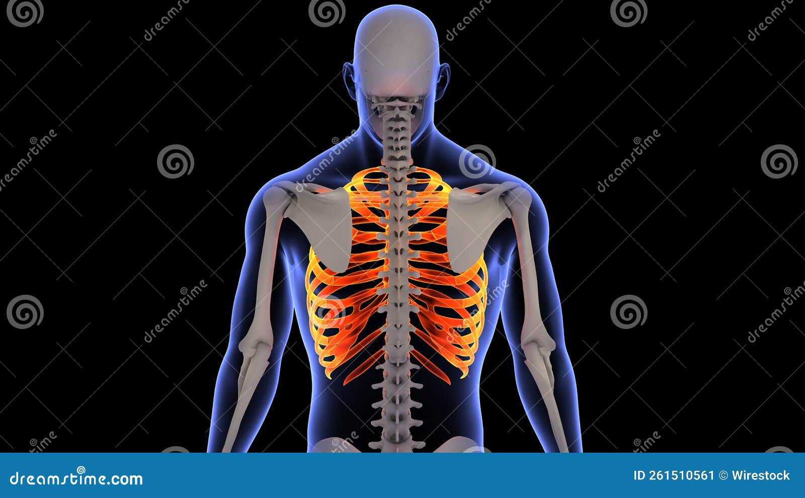 3D Rendering of a Human X-ray with the Ribs Highlighted on a Black ...
