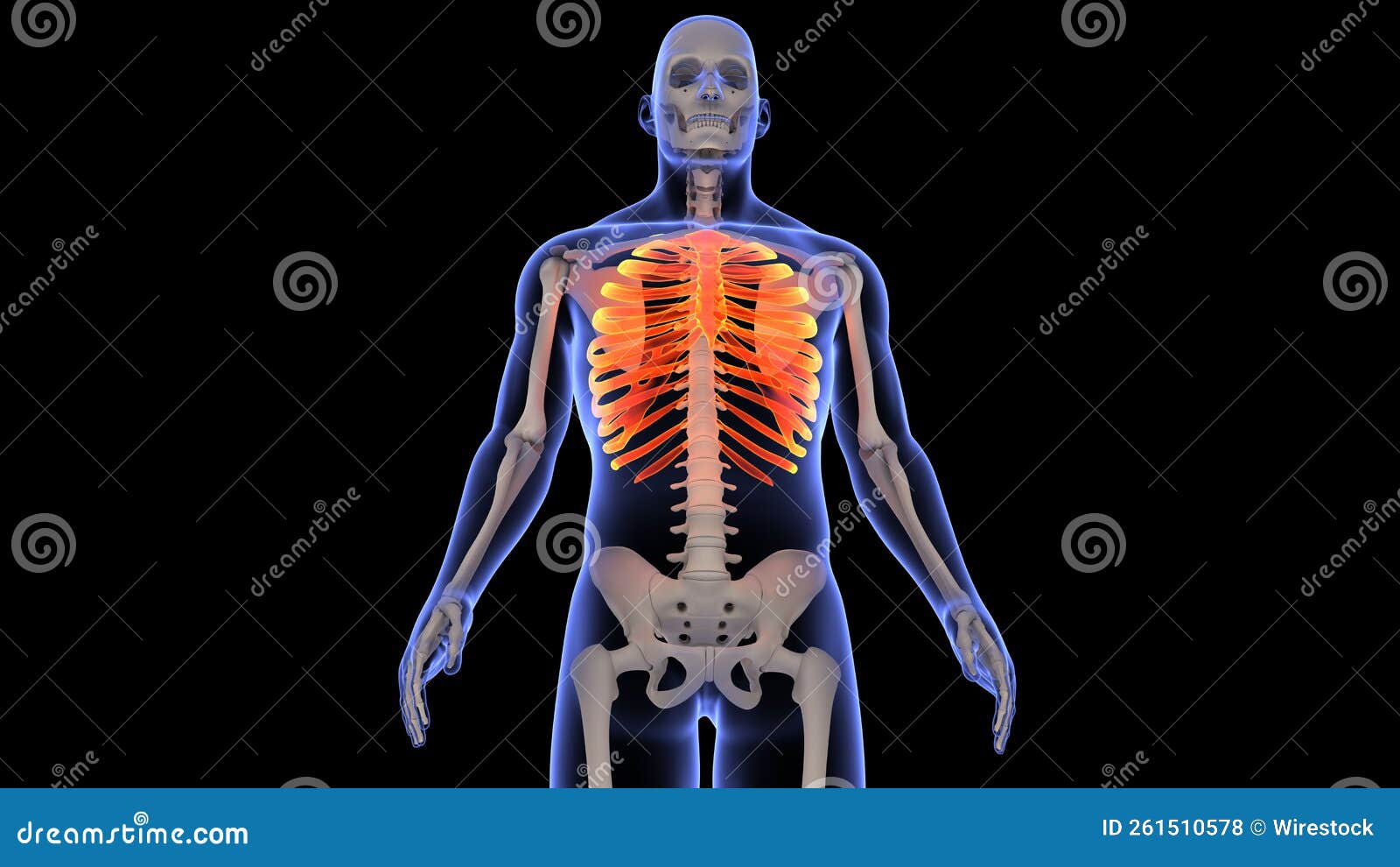 3D Rendering of a Human X-ray with the Ribs Highlighted on a Black ...