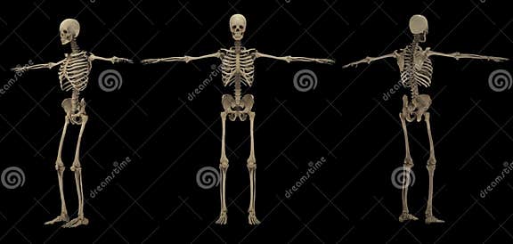 3D Rendering of Human Skeletal System at Different Angles. Stock ...