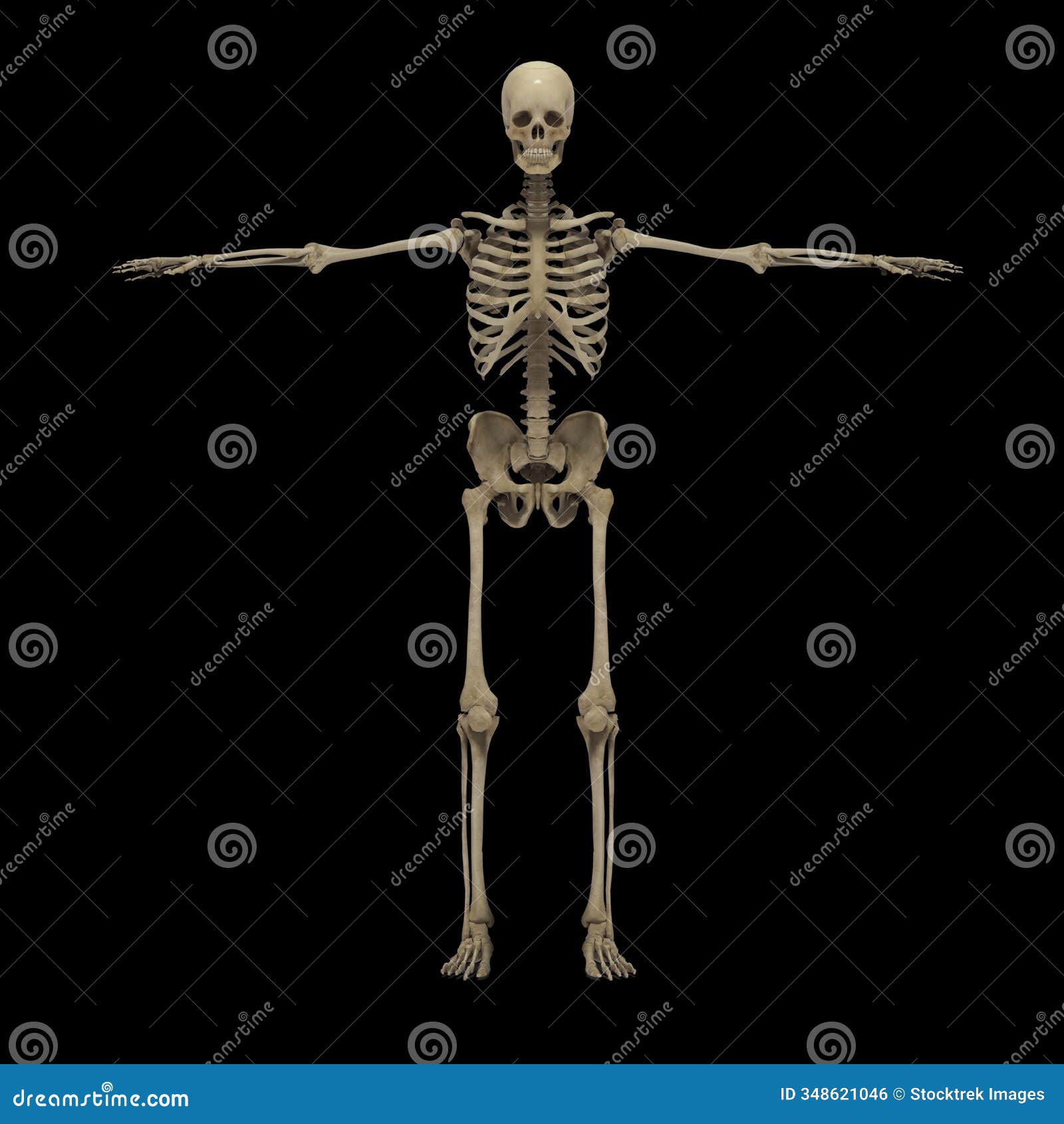 3D Rendering of Human Skeletal System, Front View. Stock Illustration ...