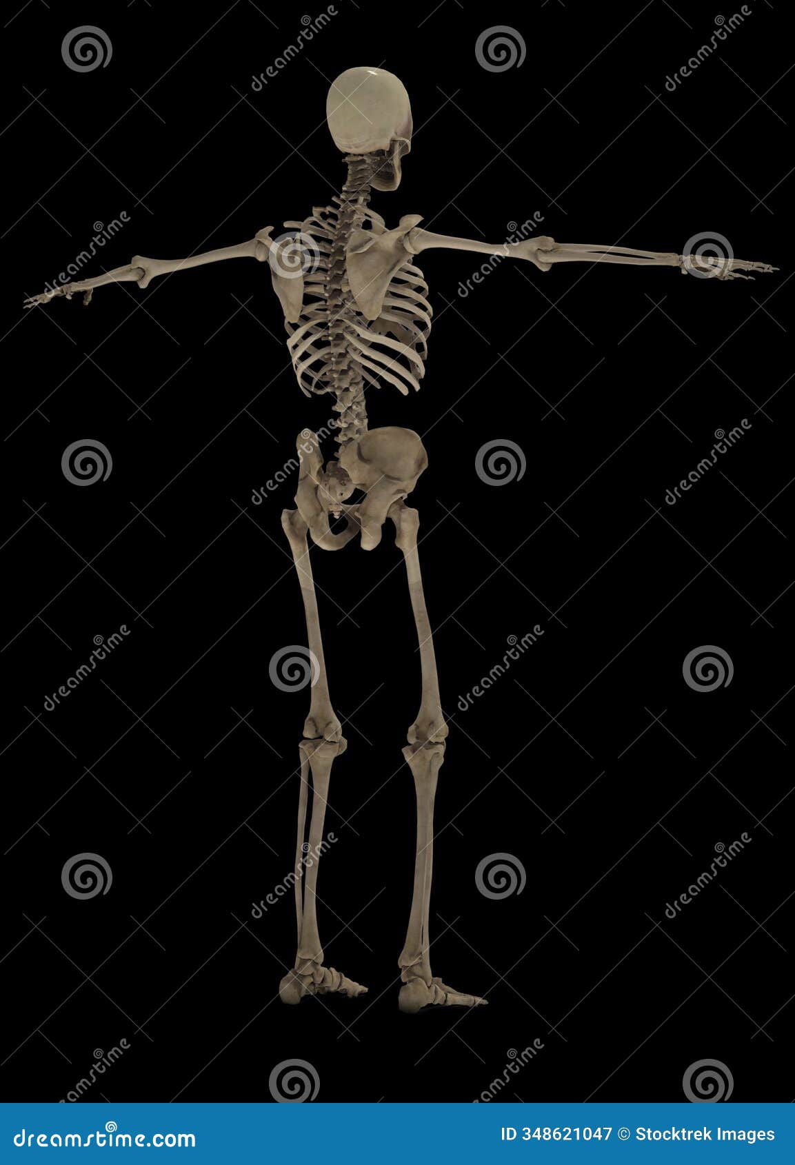 3D Rendering of Human Skeletal System, Rear View. Stock Illustration ...