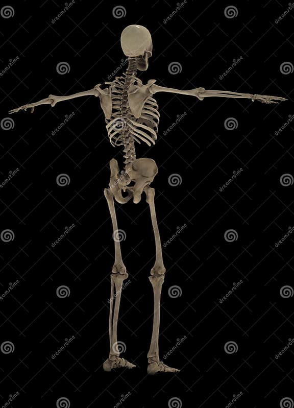 3D Rendering of Human Skeletal System, Rear View. Stock Illustration ...