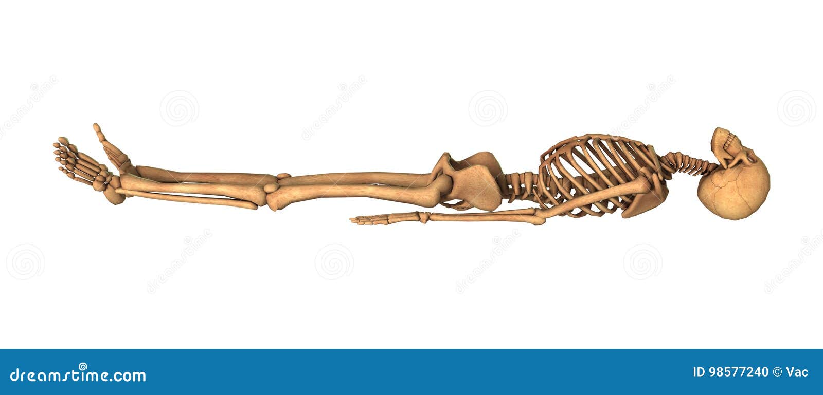 3D Rendering Human Skeleton in Cage on White Stock Illustration ...