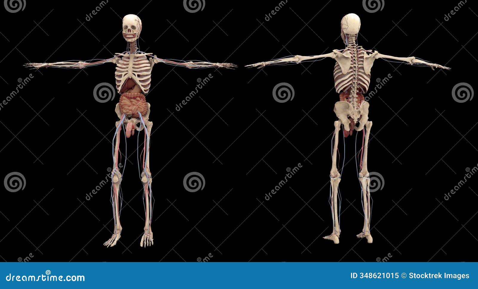 3D Rendering of Human Skeleton with Internal Organs. Stock Illustration ...