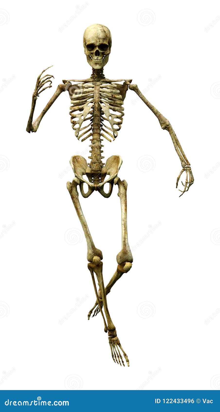 3D Rendering Human Skeleton on White Stock Illustration - Illustration ...