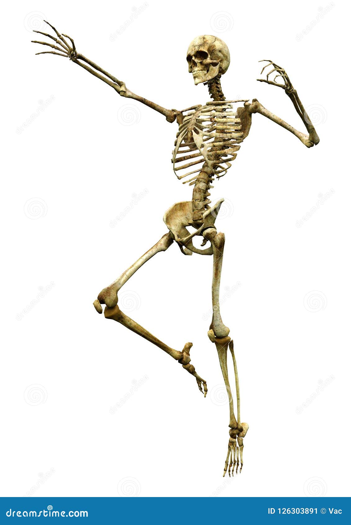 3D Rendering Human Skeleton on White Stock Illustration - Illustration ...