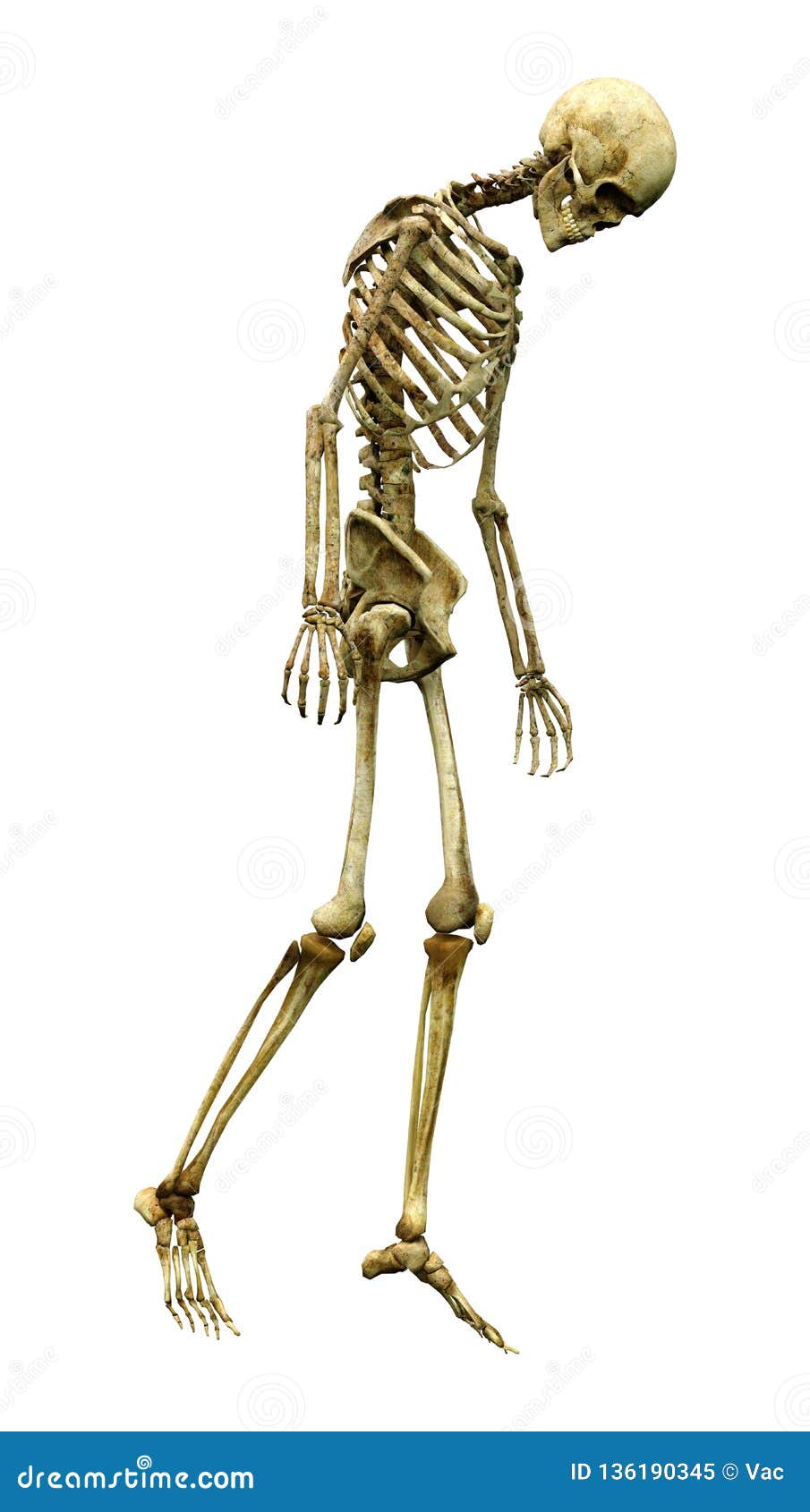 3D Rendering Human Skeleton on White Stock Illustration - Illustration ...