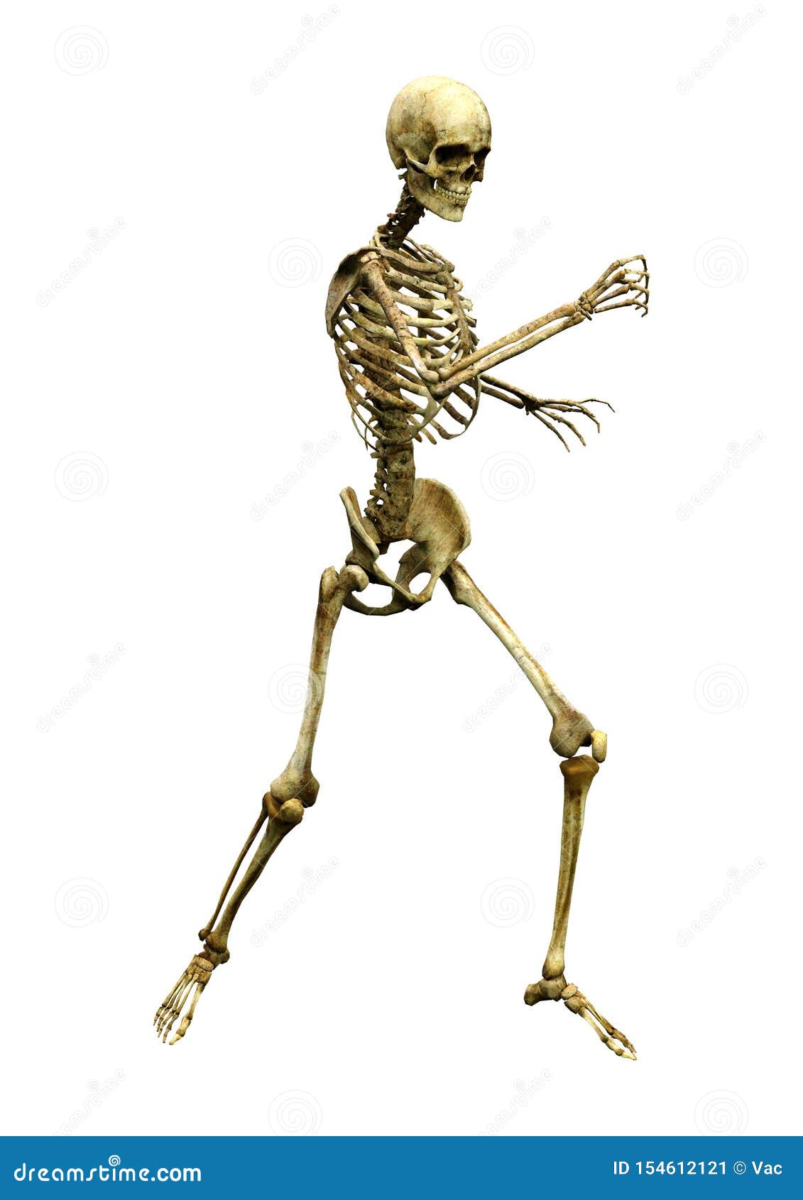 3D Rendering Human Skeleton on White Stock Illustration - Illustration ...