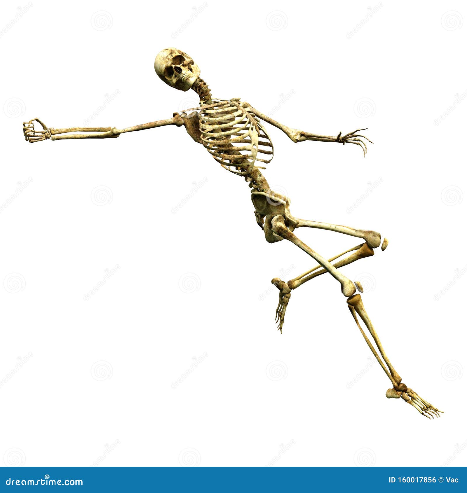 3D Rendering Human Skeleton on White Stock Illustration - Illustration ...