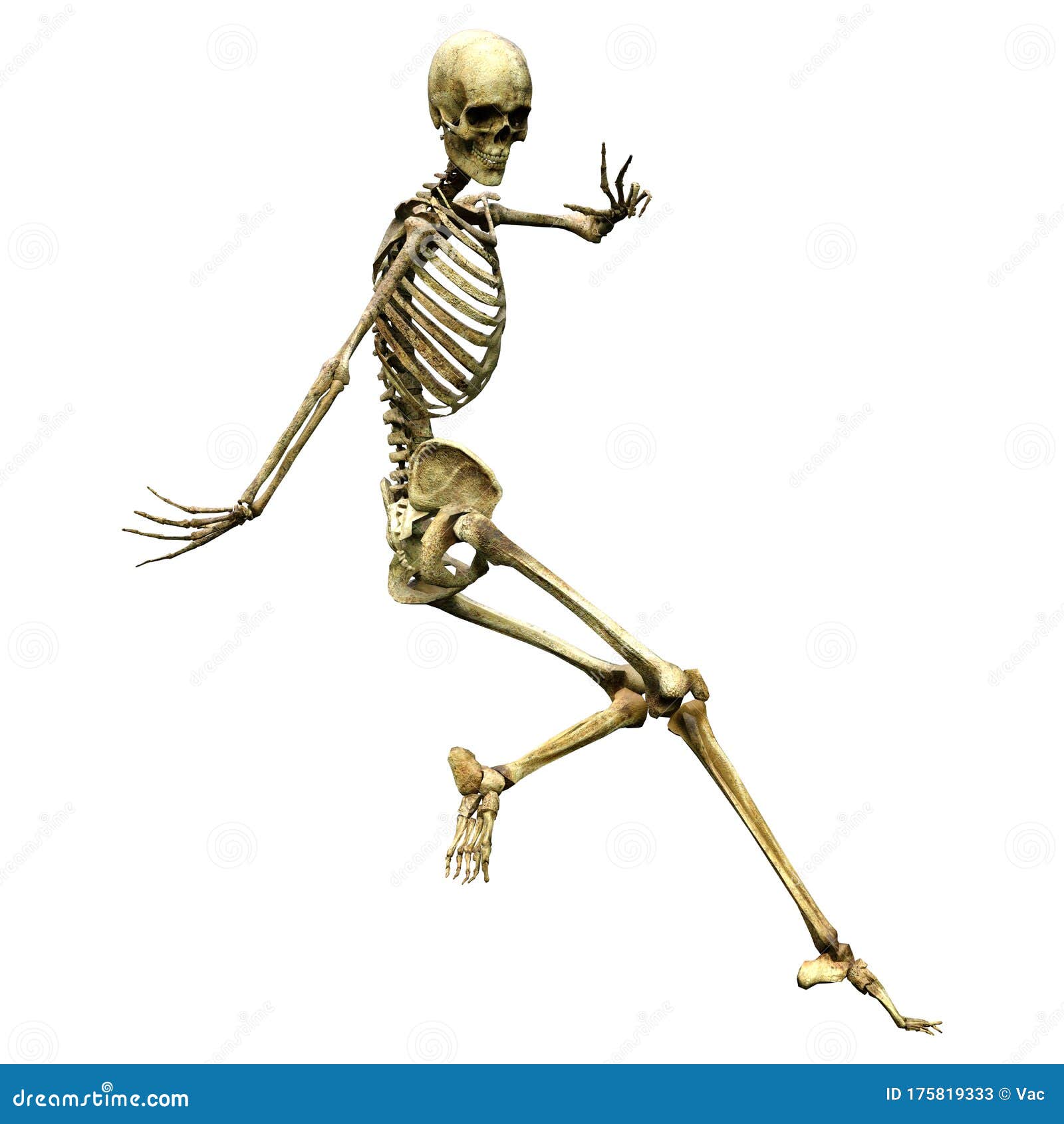 3D Rendering Human Skeleton on White Stock Illustration - Illustration ...