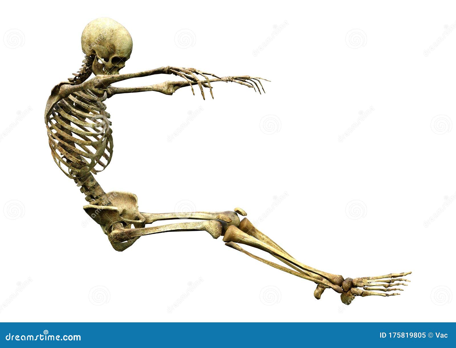 3D Rendering Human Skeleton on White Stock Illustration - Illustration ...