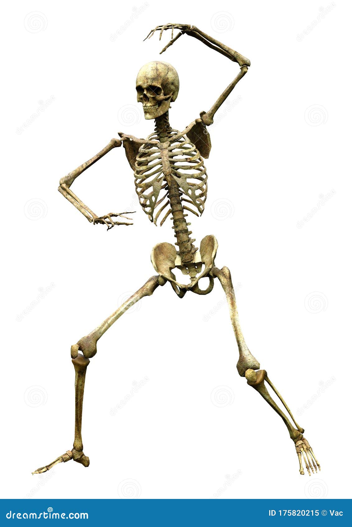 3D Rendering Human Skeleton on White Stock Illustration - Illustration ...