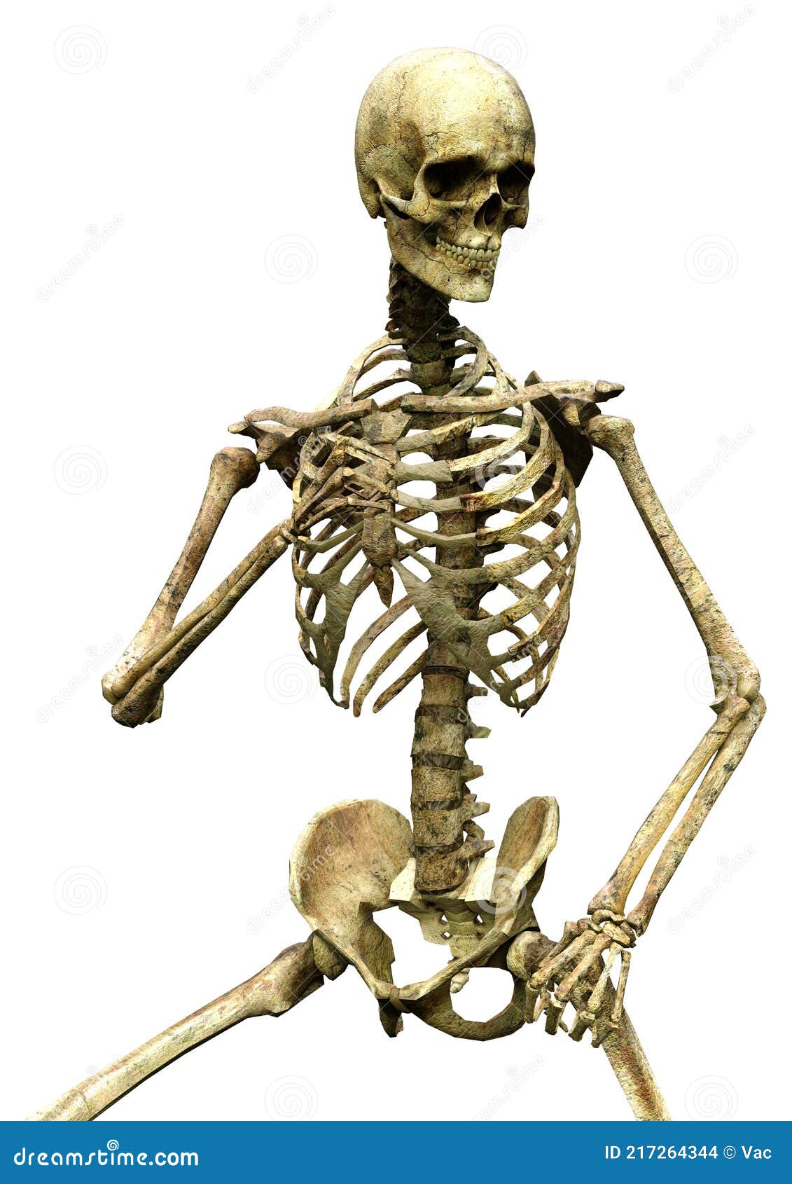 3D Rendering Human Skeleton on White Stock Illustration - Illustration ...